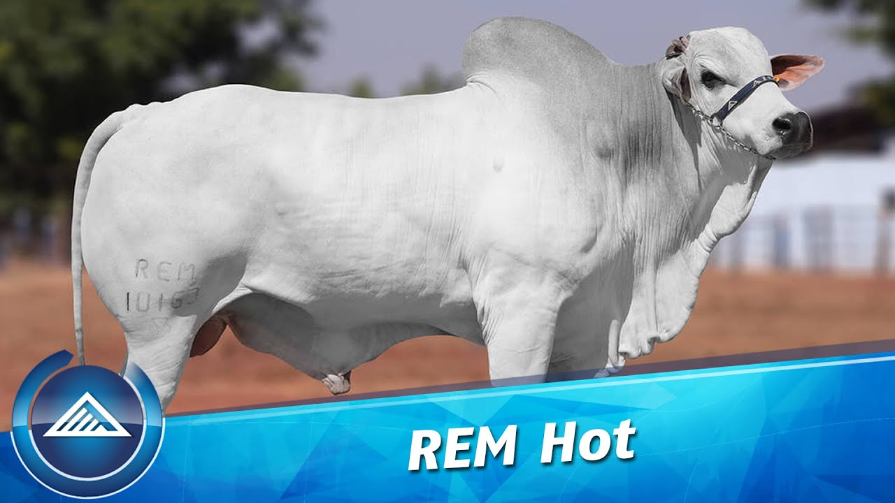 REM Hot - YouTube