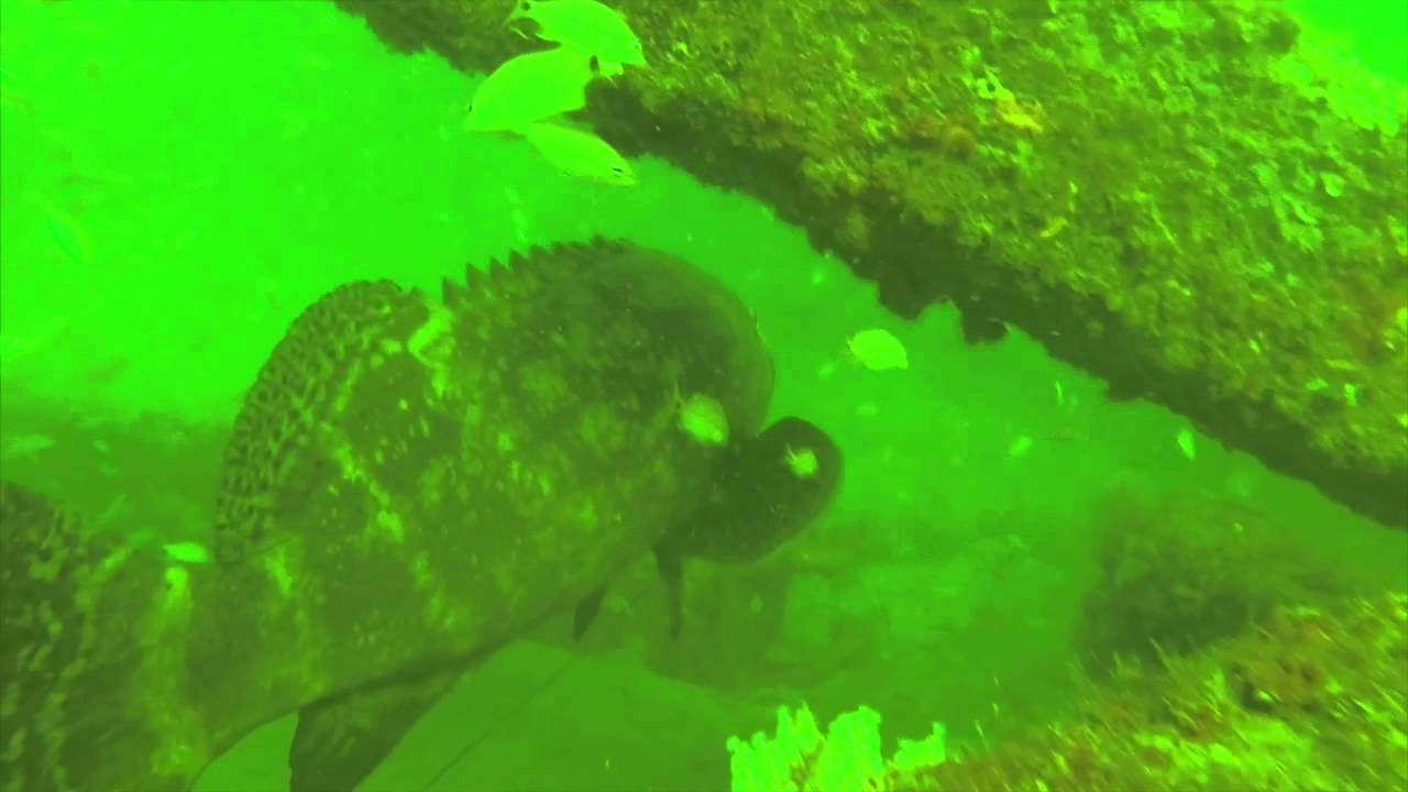 Artificial reefs off Collier County's coast - YouTube