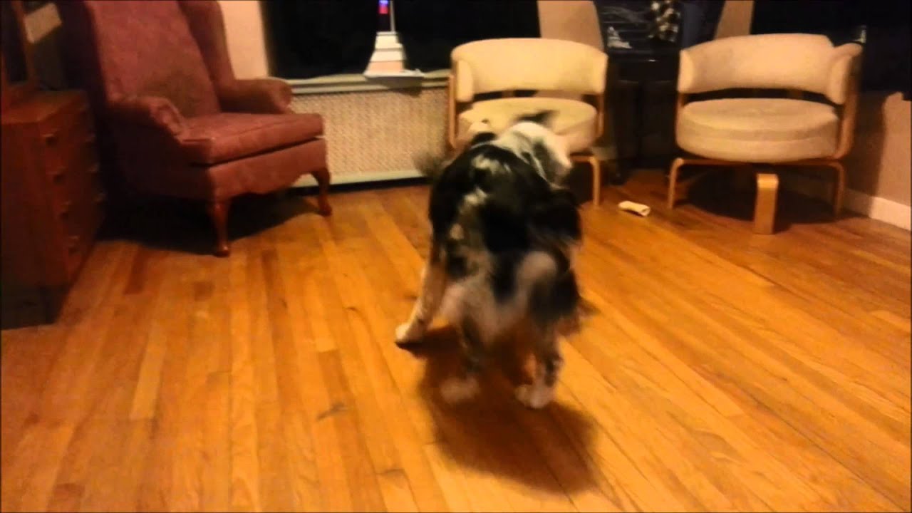 Headbanging dog - YouTube