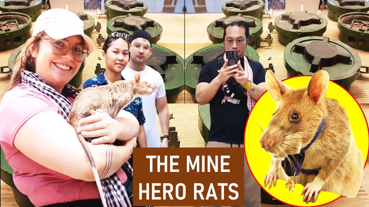 VISIT RAT TRAINING CENTER | RATS LOOKING FOR MINES TO SAVE HUMAN LIFE ...