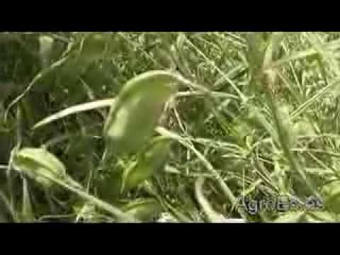 Almortas o Guijas cultivo próximo a cosechar - YouTube