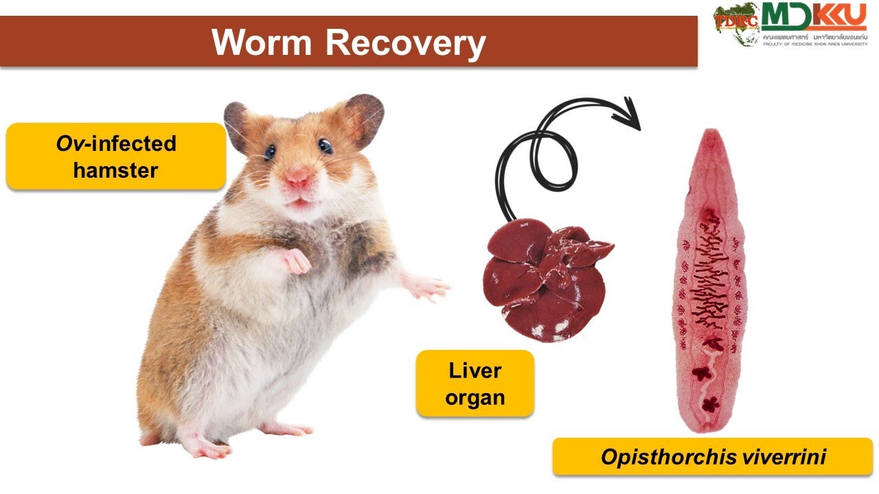 OPISTHORCHIS VIVERRINI!!! - Extraction of Opisthorchis viverrini from ...