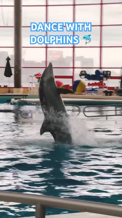 DANCE WITH DOLPHINS 🐬 #dolphin #dolphins - YouTube