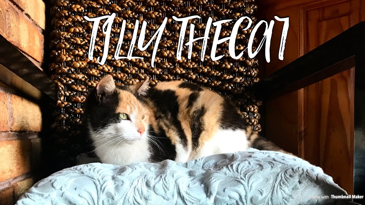 Tilly the Cat - YouTube
