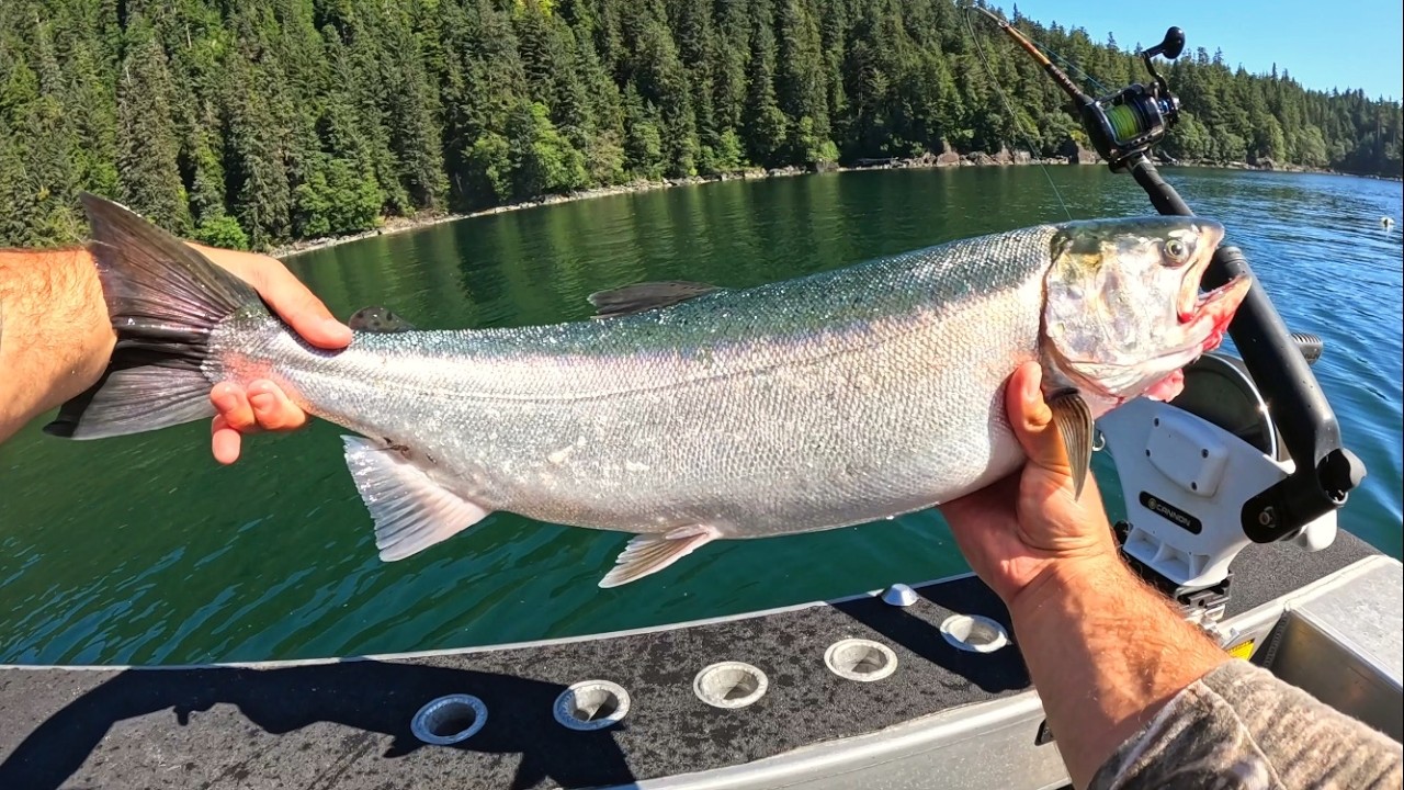 These Fish Are INSANE!! Trolling For GIANT Alaskan Salmon (Catch & Cook ...