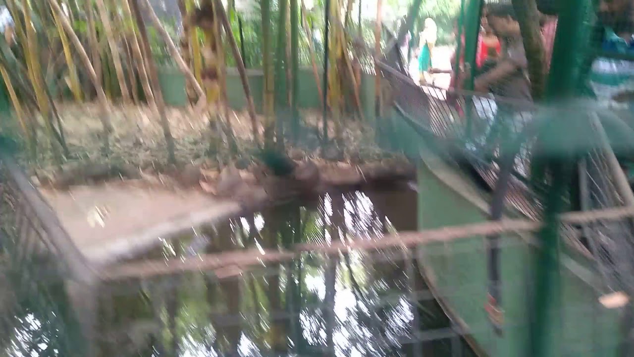 CROCODILE AT RAJIV GANDHI ZOOLOGICAL PARK KATRAJ - YouTube