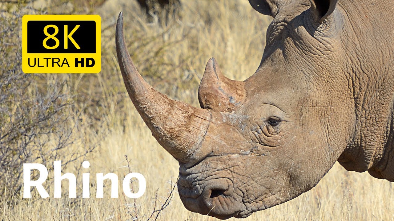 Close-ups of Rhinos 8K [Ultra HD] in the wilderness - YouTube