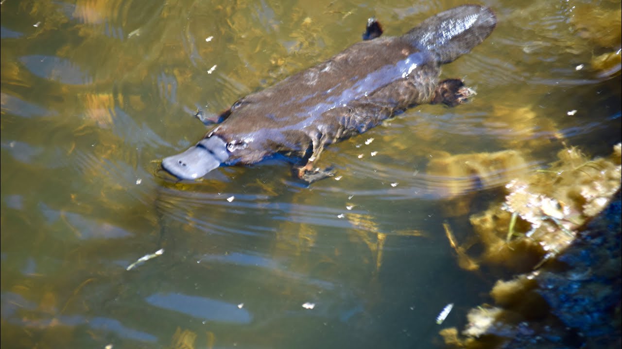 Our Smithton Tasmania Platypus encounter - YouTube