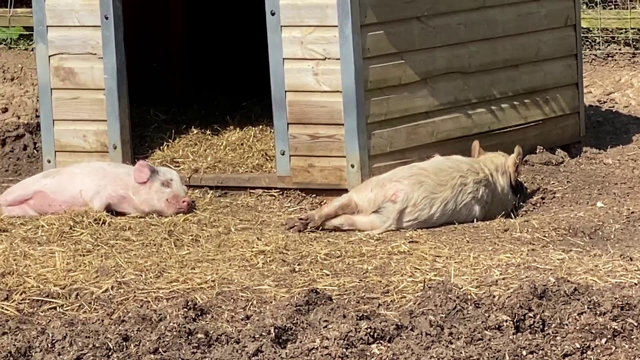 A walk around Kew Little Pigs Farm | Piglets | Pig Farm Life - YouTube