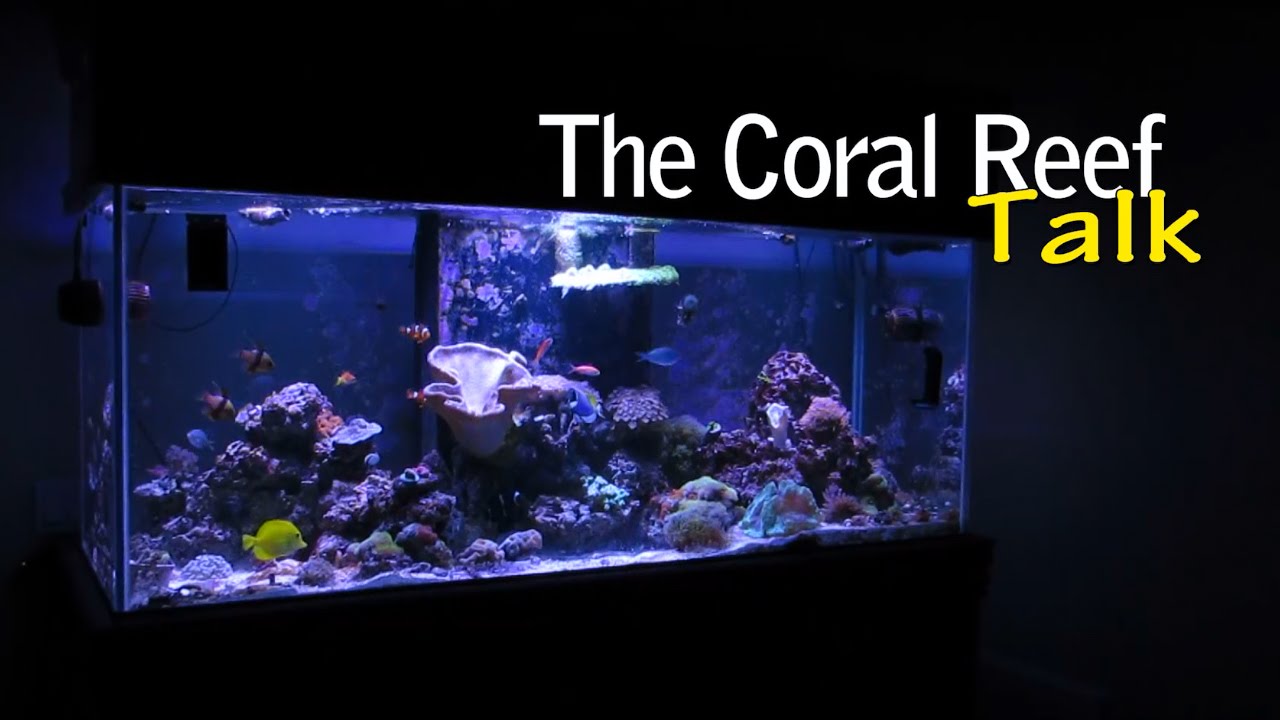 Coral Reef Tank Update and Contest Winners! - YouTube