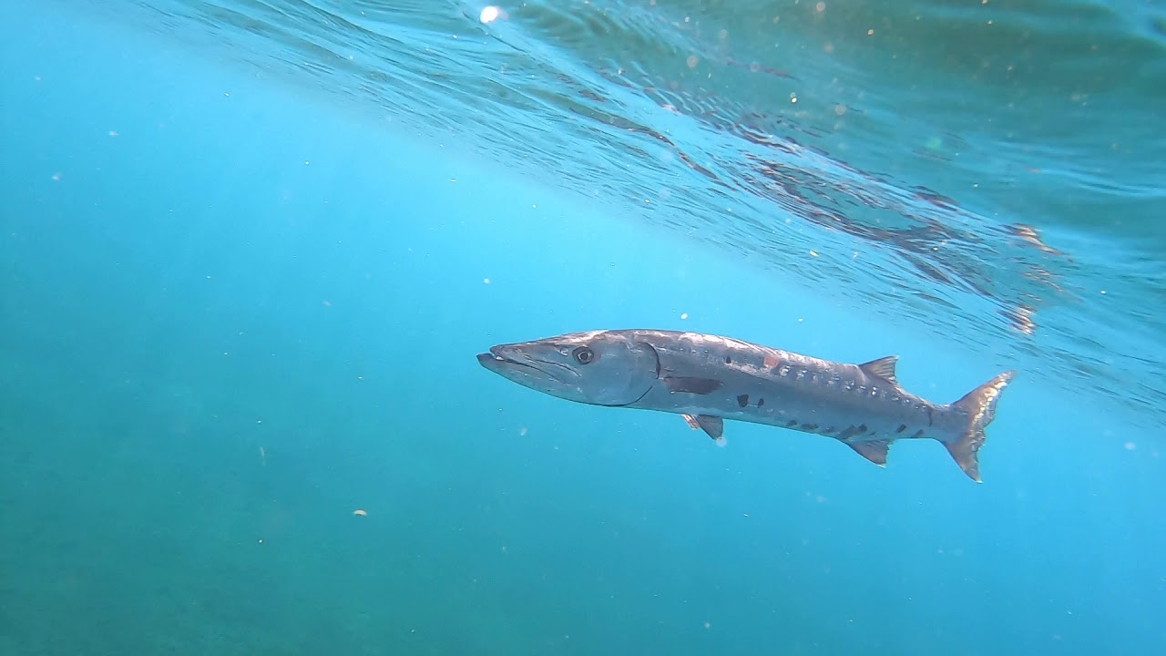 Barracuda from up close near Malendure, Guadeloupe - YouTube