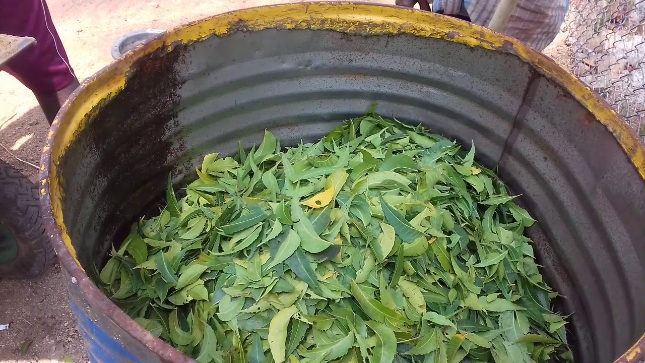 Preparation of Agni astra and Neem astra(2) - YouTube