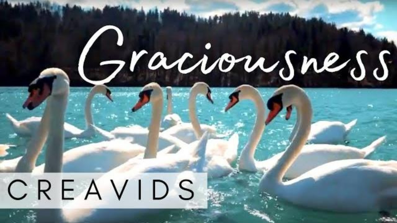 Graciousness: A Swan's Graceful Dance - Beautiful Music Piano ...