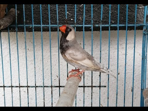 ZEBRA FINCH BLACK BREAST BLACK FACE DOMINANT SILVER - YouTube