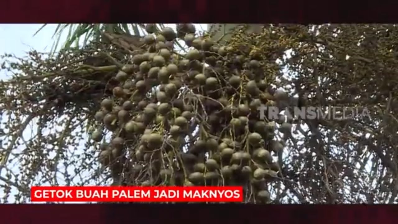 Getok Buah Palem Jadi maknyos | RAGAM INDONESIA (13/02/23) - YouTube