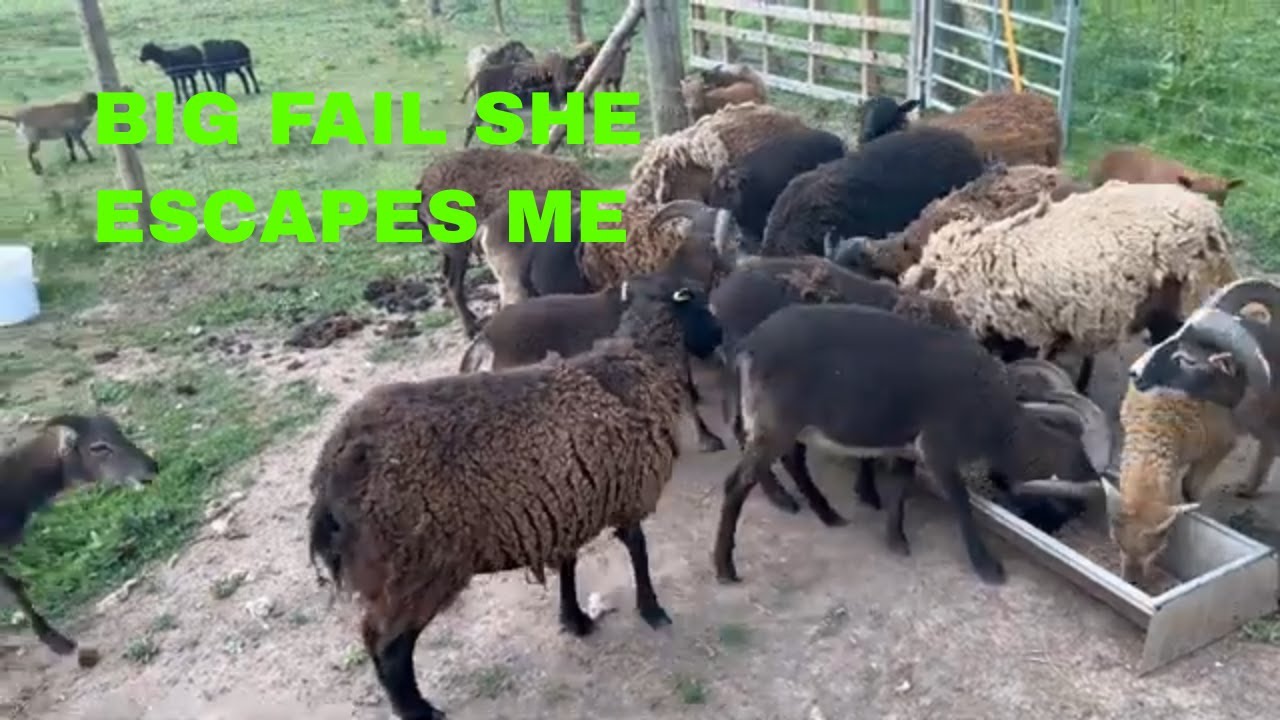 BIG FAIL SHE ESCAPES ME 🐑#farming #farm #farmlife #sheep - YouTube