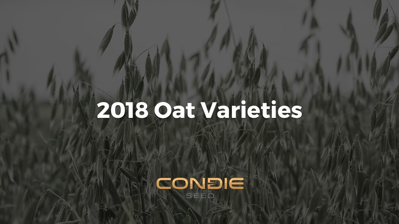 2018 Oat Varieties - YouTube
