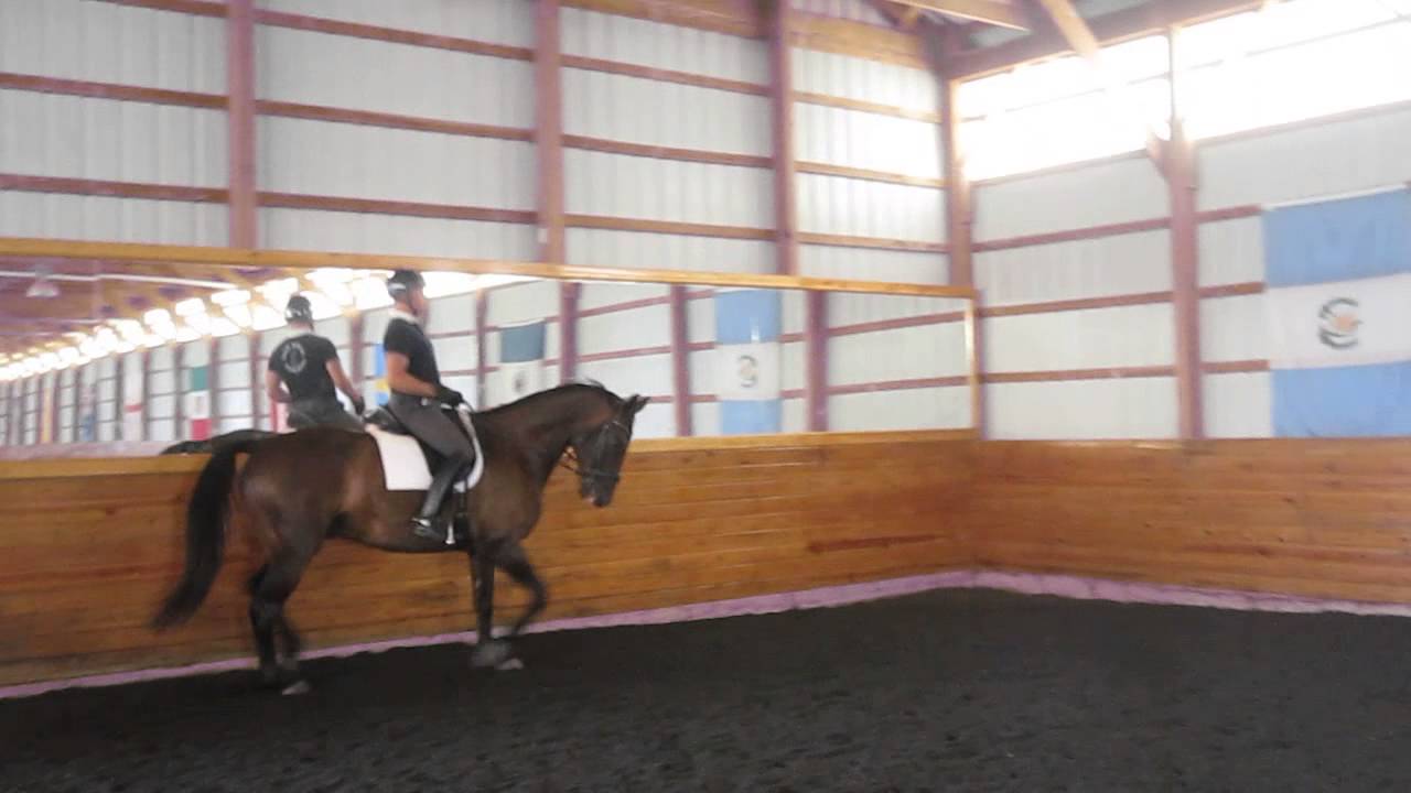 Taz clinic with Wanja Gerlach trot/bending - YouTube