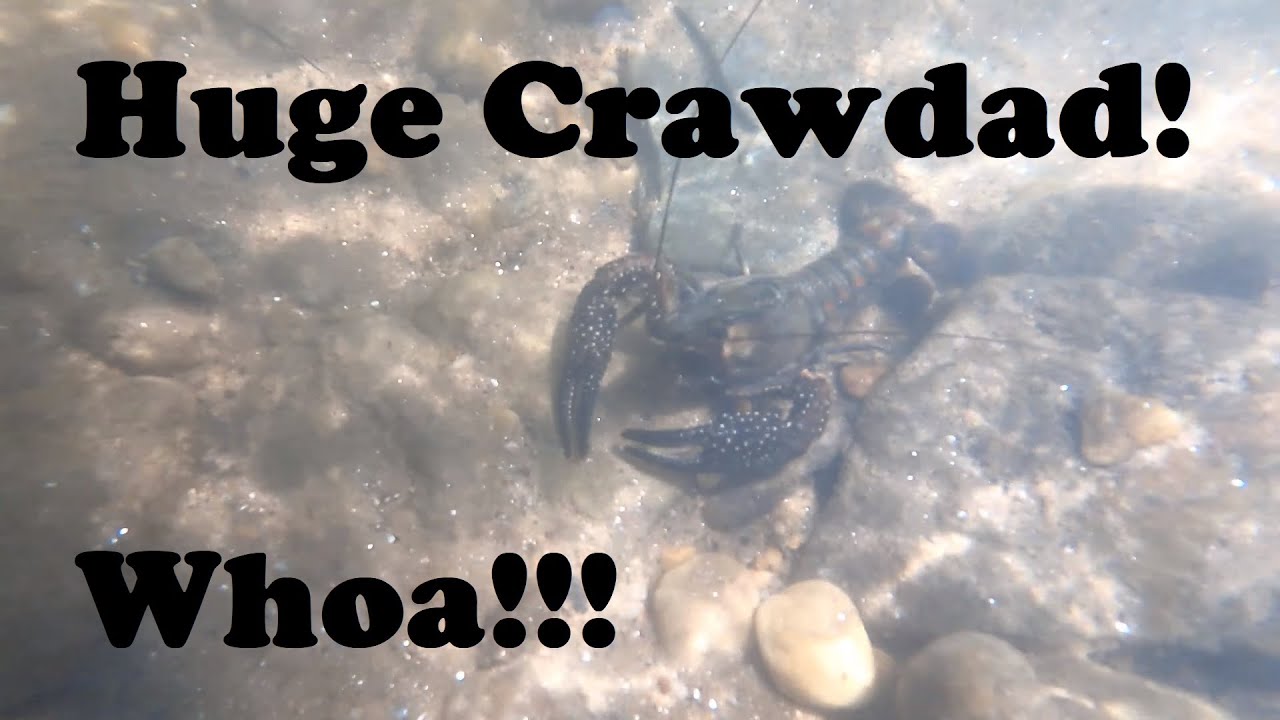 Biggest crayfish I've ever seen! - in a north Georgia river - YouTube