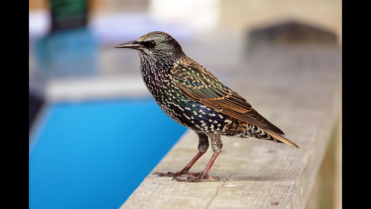Starlings Unveiled: Discovering the Wonders of these Avian Marvels ...