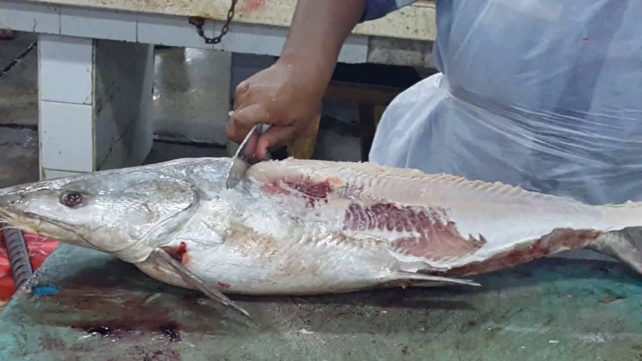 Cutting Sea Catfish at Fish Market in Dubai تقطيع سمك القط (الشم) في ...