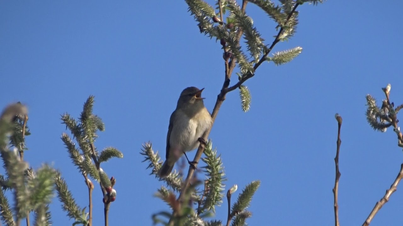 Singing Chiffchaff RSPB Rainham Marshes 29/03/19 - YouTube