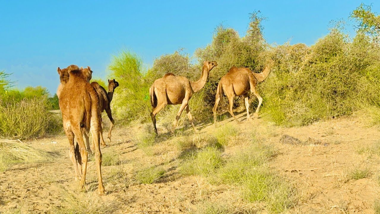 camel milk processing camel milk camel dairy farm camellife animals camelfarm - YouTube