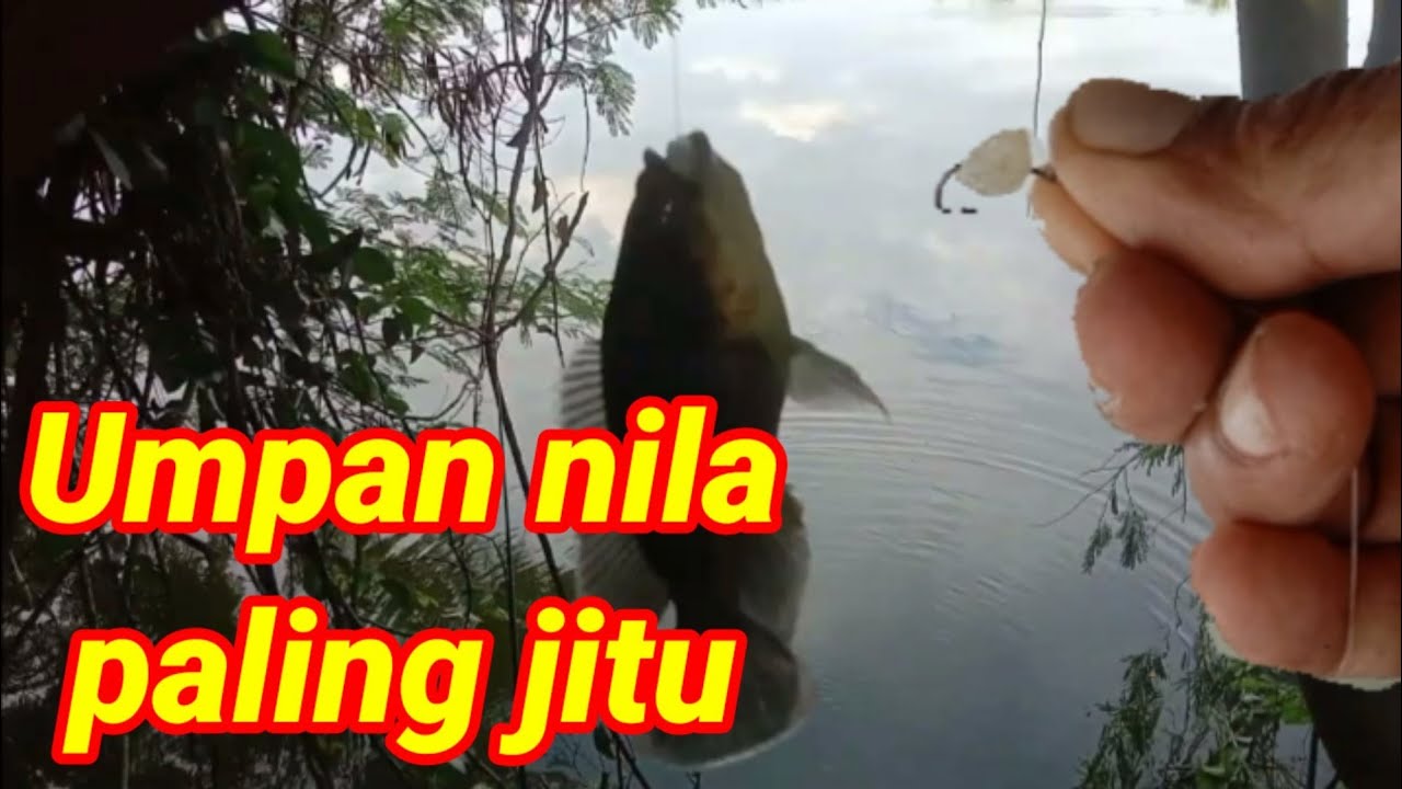 Umpan nila paling jitu sangat ampuh sekali buat mancing disini - YouTube