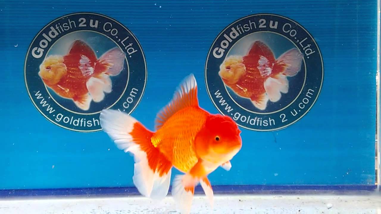 Young board tail oranda - YouTube