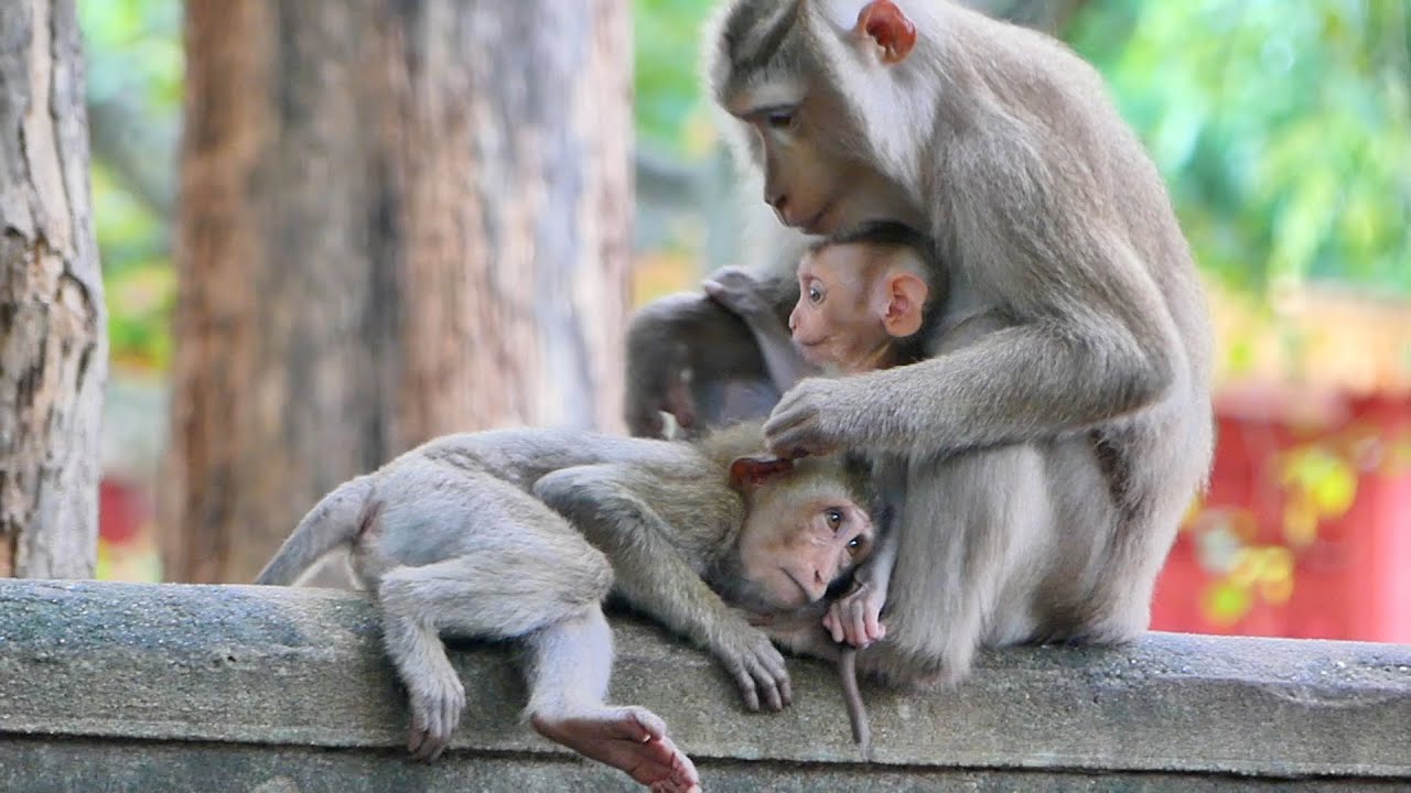 Mother Monkey Milina takes care of Baby Monkey Mark so lovely - YouTube