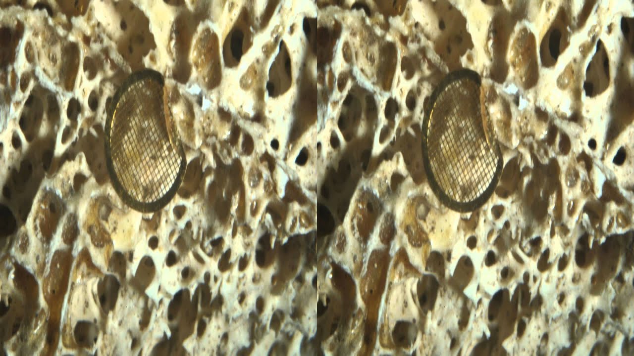 HIGH MAGNIFICATION 3D IN HUMAN ANATOMY 4 - YouTube