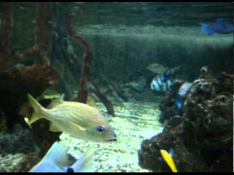 Screaming Fish - YouTube