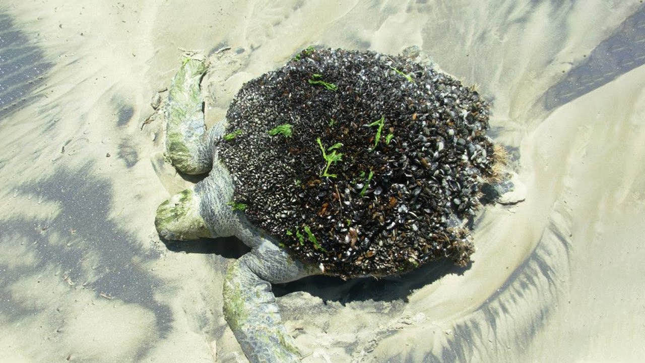 Assist Sea Turtles in Removing Barnacles from Their Shells - YouTube