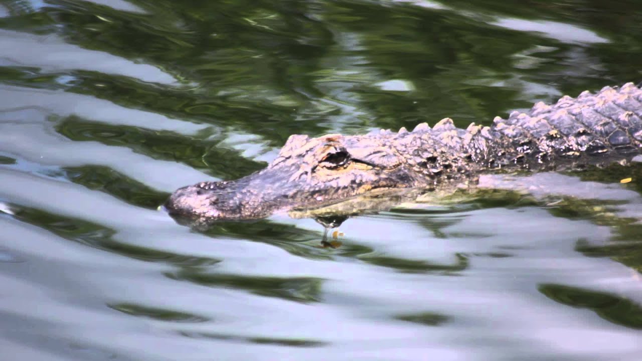 Alligator X: Swimming (1920x1080, 24fps) Free Creative Commons YouTube ...