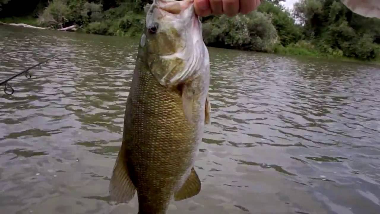 Carolina Rig for river smallmouth bass - YouTube