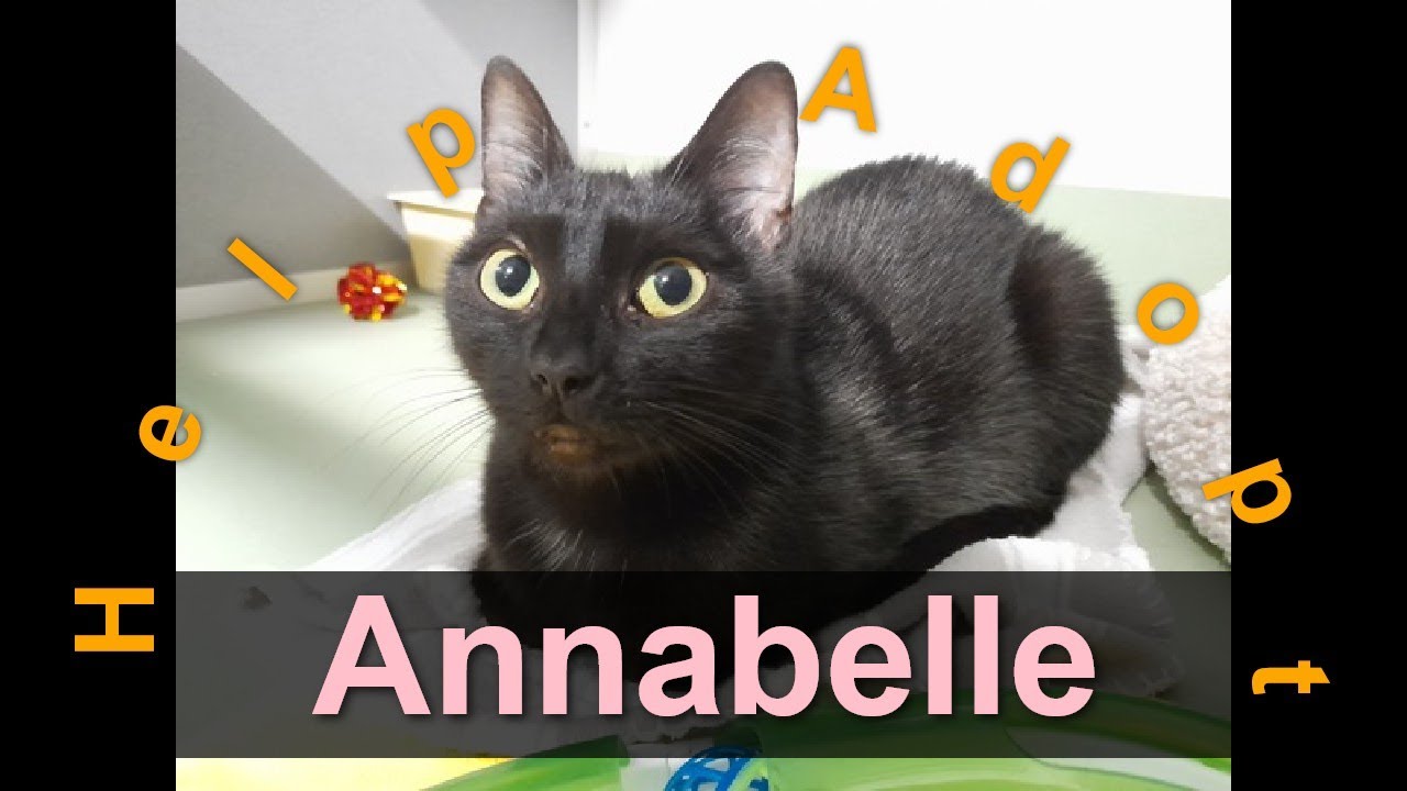 🐾Help adopt Annabelle! Cat / Australia / Toowoomba / RSPCA Queensland🐾 ...