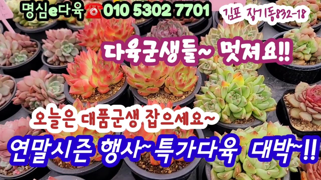 명심e다육 연말시즌 행사특가 대품군생 작으세요 빛감예쁜다육 총출동해요 가격마춤다육 플로리디테 석영군생 리바트금 신동중