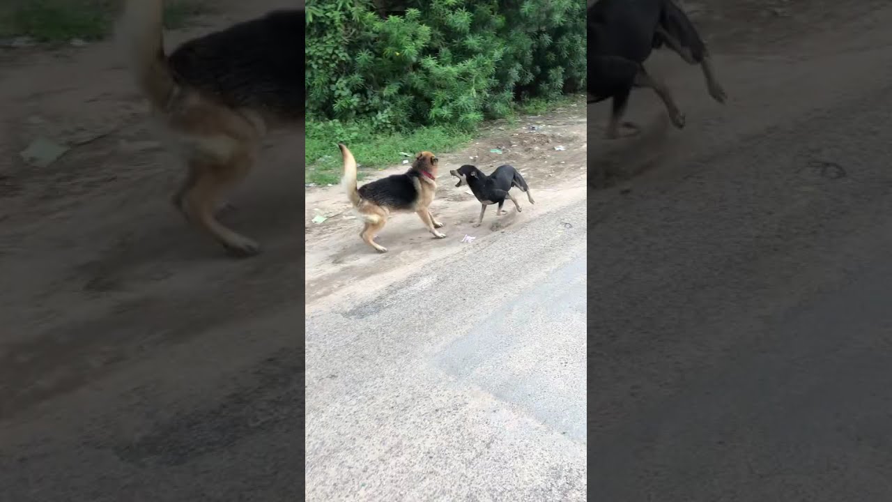 German Shepherd fight with street dogs - YouTube