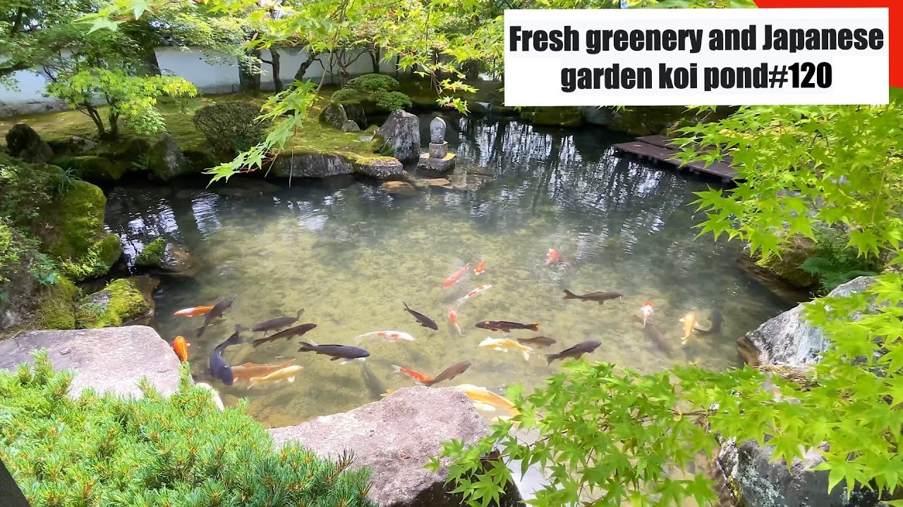 Japanese garden koi pond (Kanyoji, Yamaguchi) - YouTube