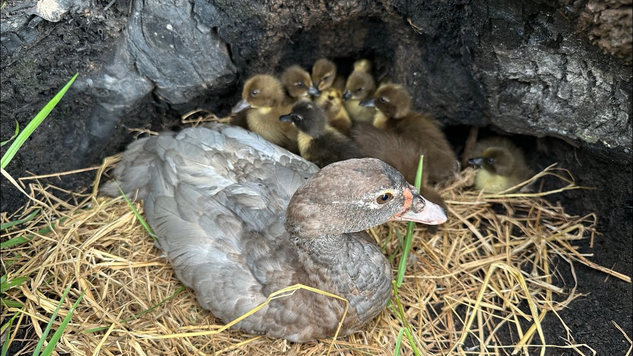 Amazing Pekin Duckling Hatching From Eggs - Cute Baby Duck - YouTube