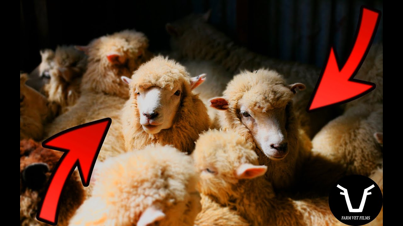 Pregnancy scanning 1600 SHEEP in 3 HOURS | VLOG 82 - YouTube