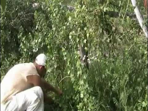 Золотистая смородина 2 - YouTube