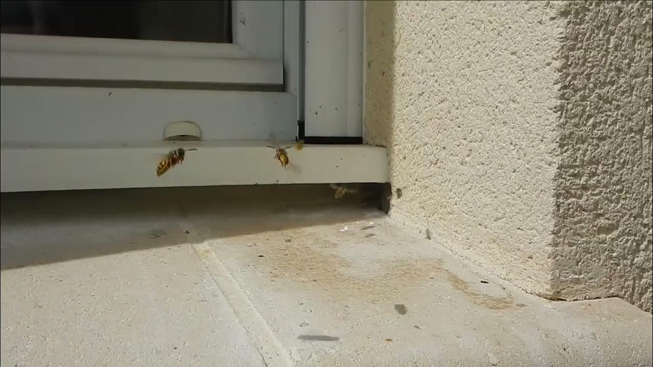 Traitement nid de guêpes sous une Fenêtre - YouTube