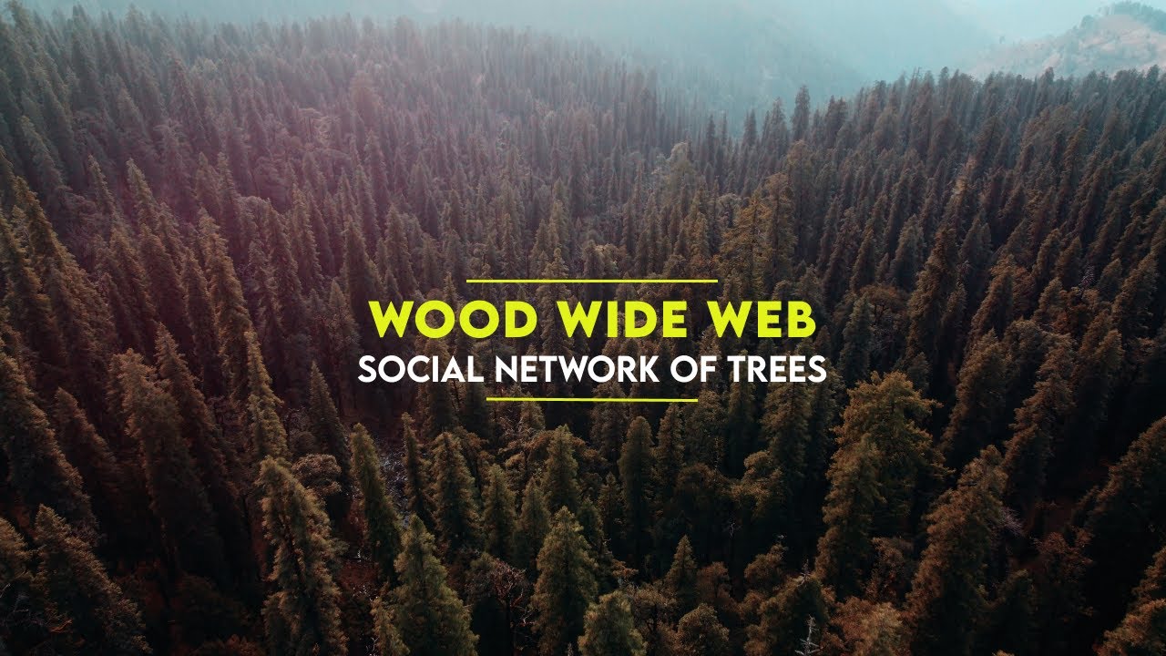 Wood Wide Web | Social Network of Trees | Fungi | Talking Trees - YouTube