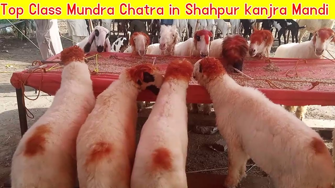 Top Class Mundra Chatra Kids | Rajanpuri Goat Kids| Kajla Chatra Kids ...