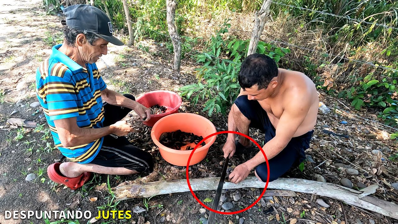 DESPUNTANDO LOS JUTES PARA HACERLOS EN ALGUASHTE - YouTube