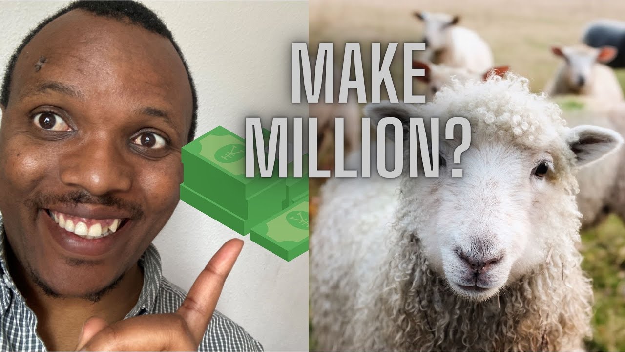 how to make millions from sheep farming in Kenya and Africa - YouTube