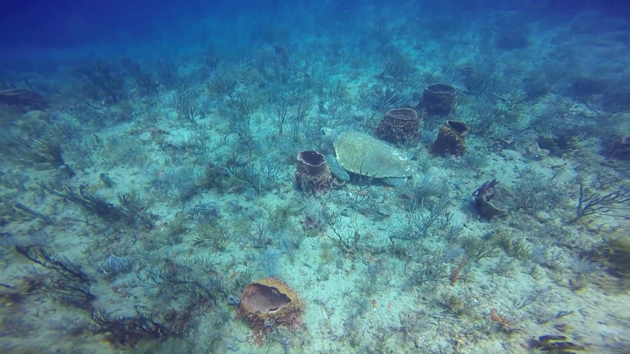 Sea turtle on Paul's reef. - YouTube