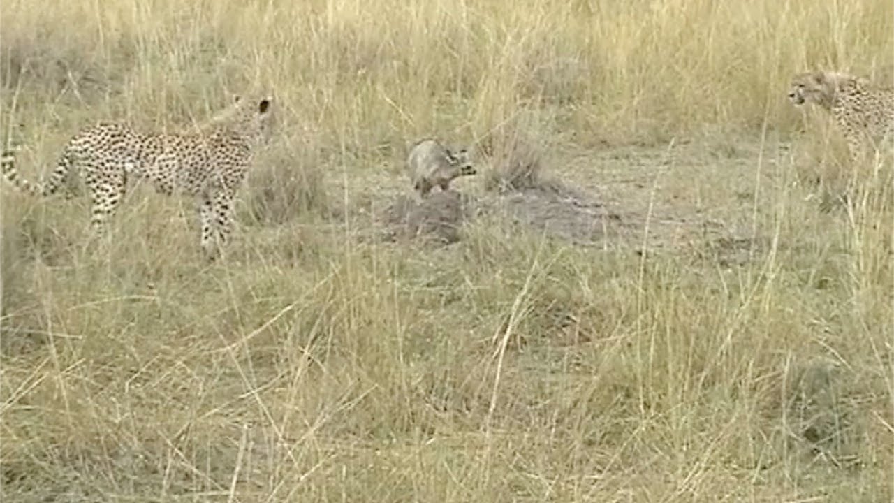 Bat-eared fox stands up to two cheetahs - YouTube