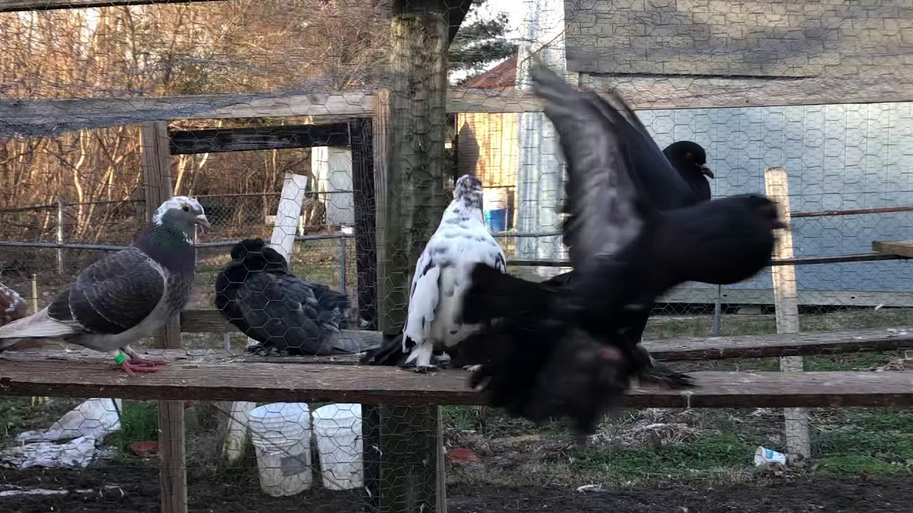 Pair of black bronze bar Saxon pouter pigeons - YouTube